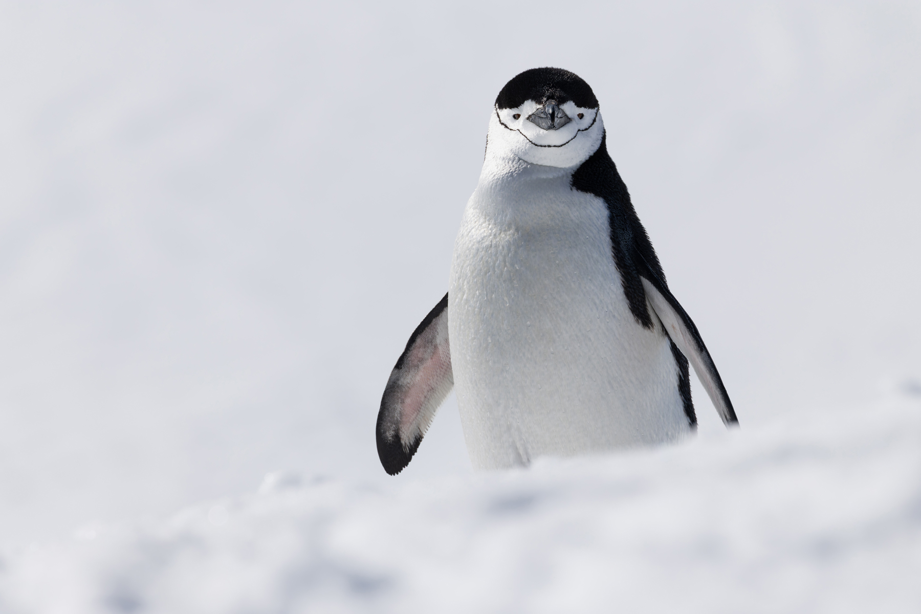 ANTARCTICA: IN SEARCH OF THE EMPEROR PENGUIN TOUR REPORT 2025 - BIRDQUEST