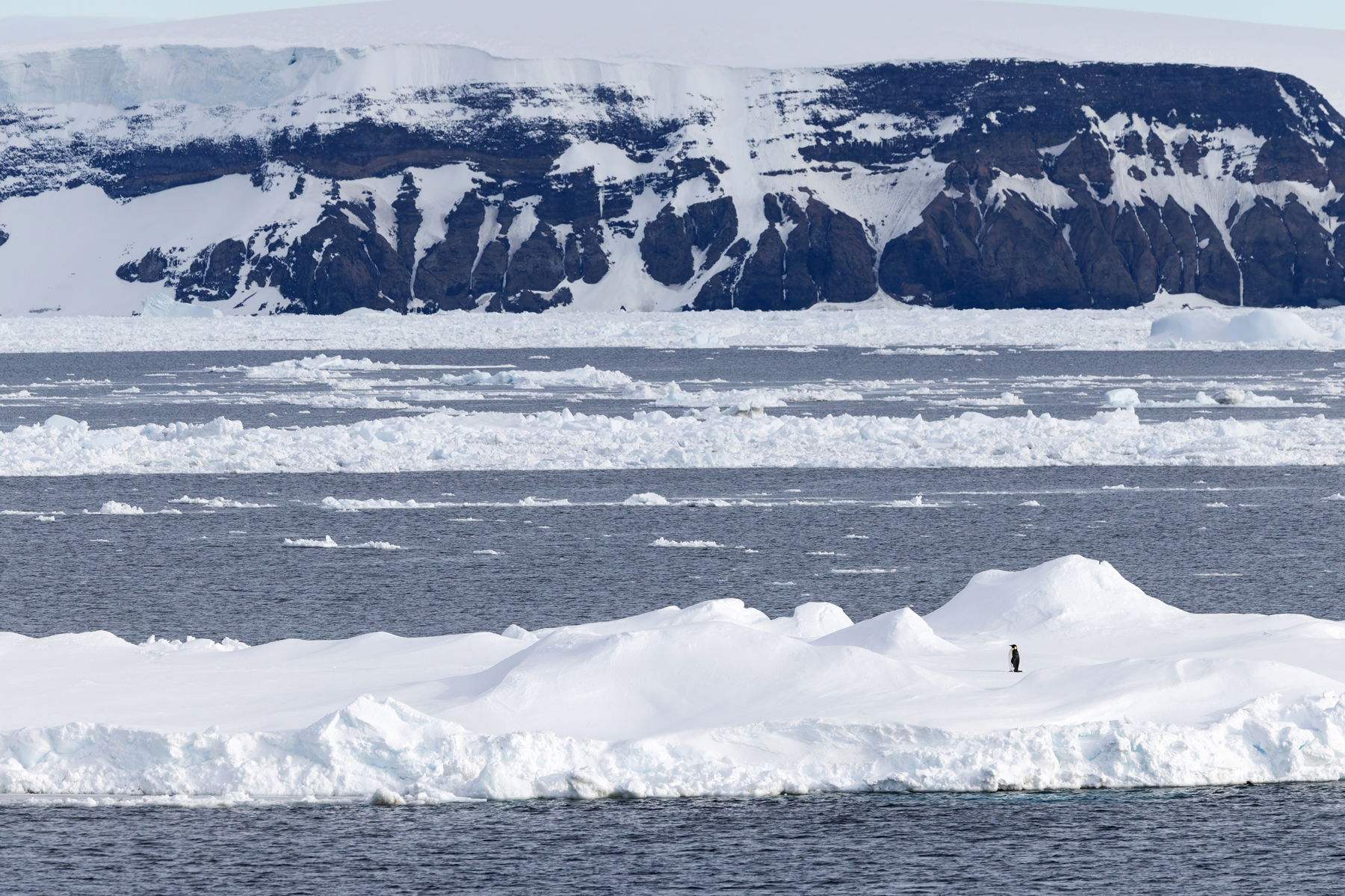 ANTARCTICA: IN SEARCH OF THE EMPEROR PENGUIN TOUR REPORT 2025 - BIRDQUEST