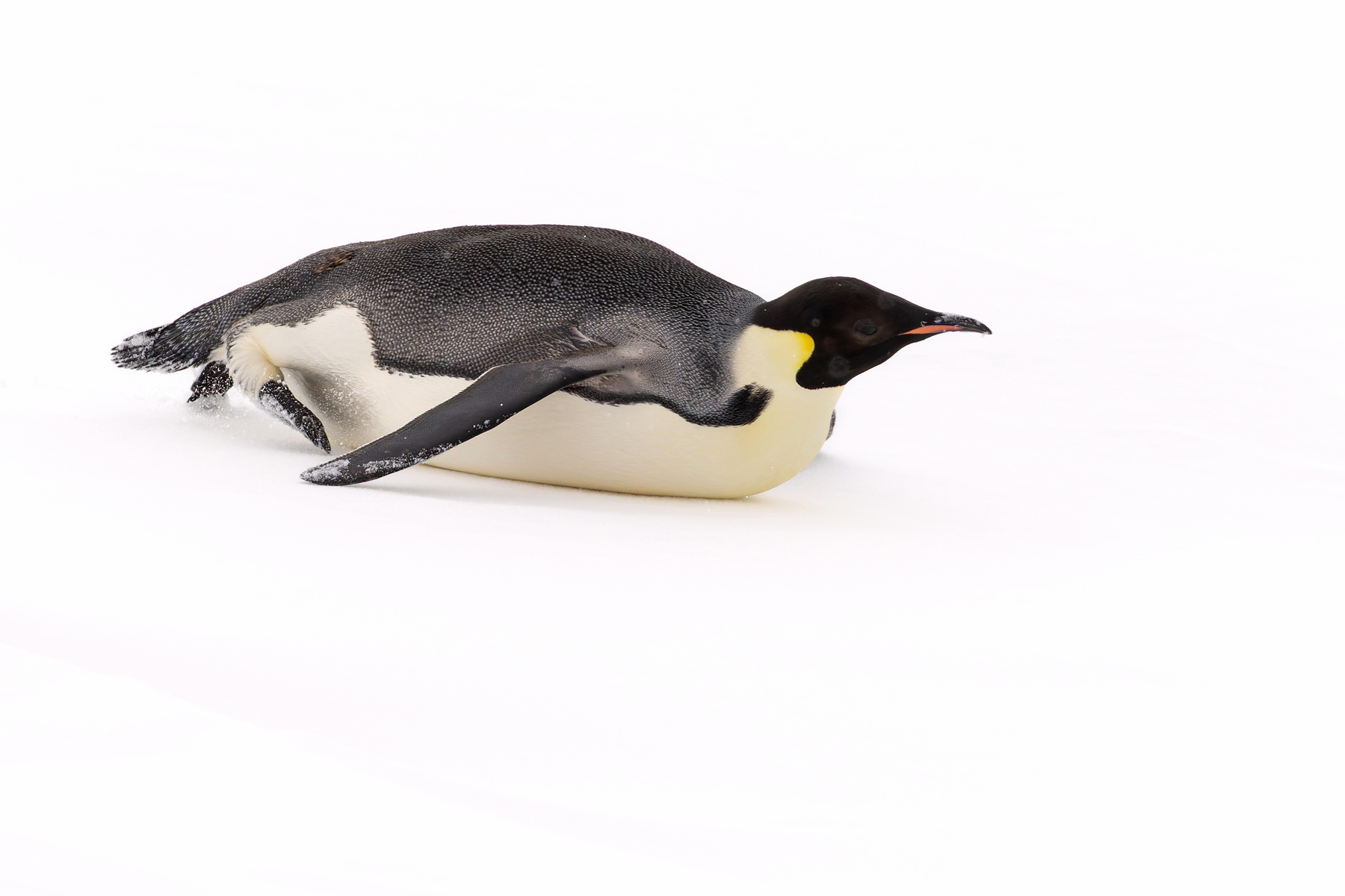 ANTARCTICA: IN SEARCH OF THE EMPEROR PENGUIN TOUR REPORT 2025 - BIRDQUEST