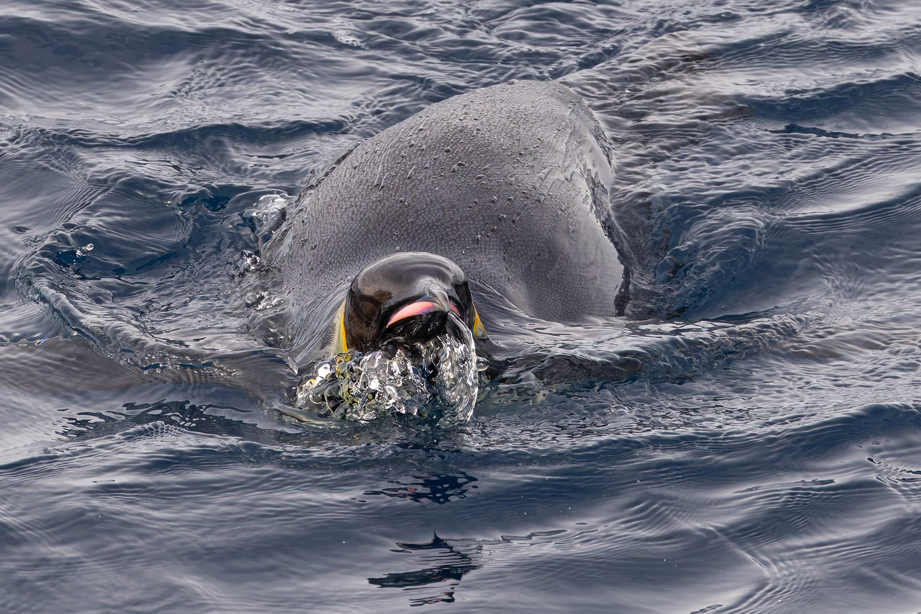 ANTARCTICA: IN SEARCH OF THE EMPEROR PENGUIN TOUR REPORT 2025 - BIRDQUEST