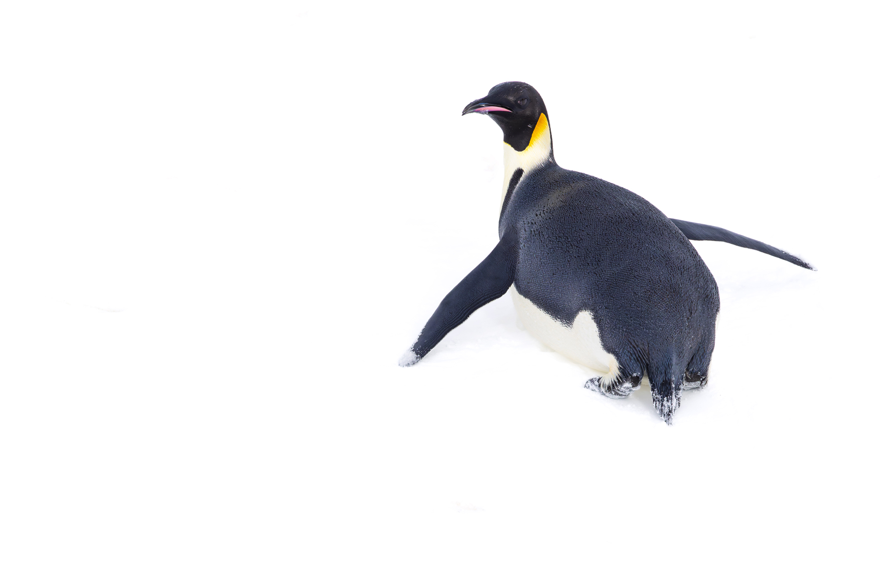 ANTARCTICA: IN SEARCH OF THE EMPEROR PENGUIN TOUR REPORT 2025 - BIRDQUEST