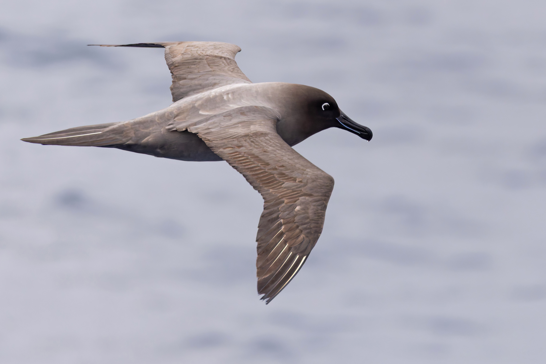 ANTARCTICA: IN SEARCH OF THE EMPEROR PENGUIN TOUR REPORT 2025 - BIRDQUEST