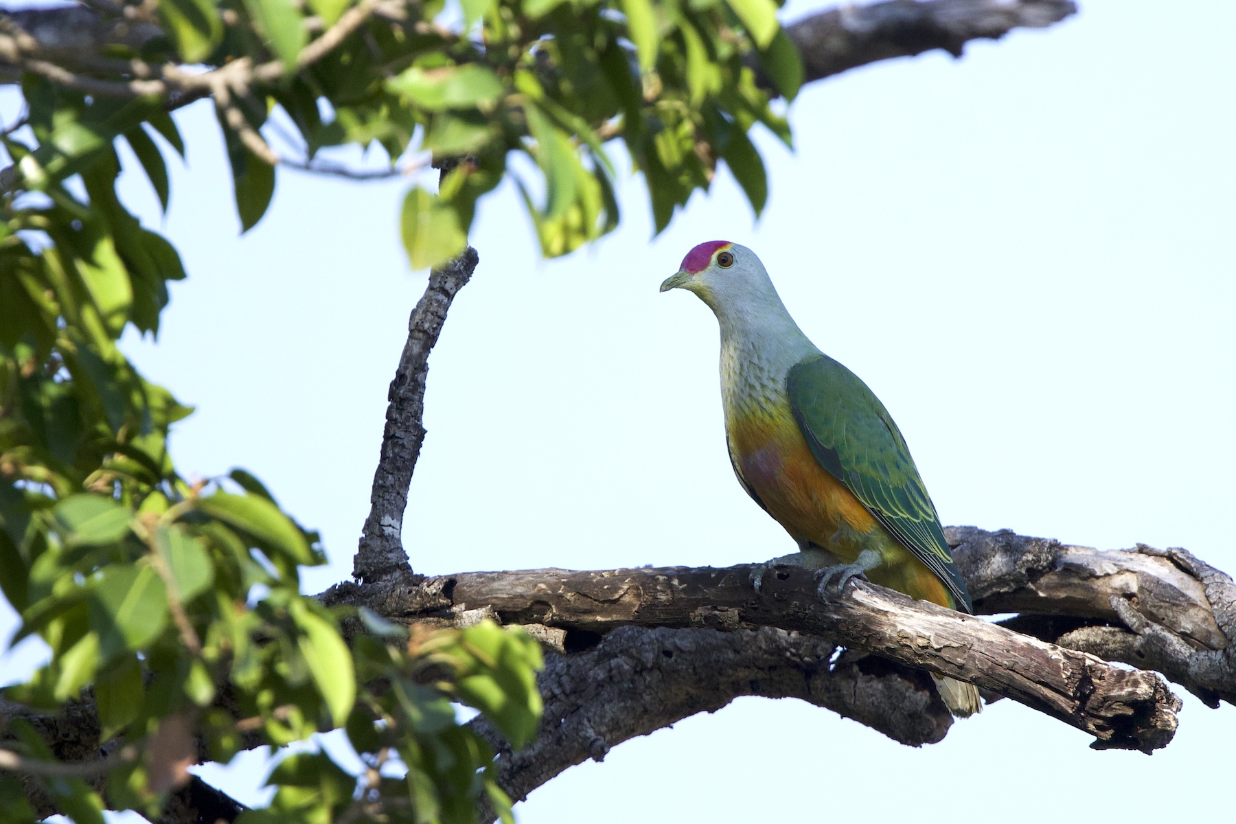 AUSTRALIA'S NORTHERN TERRITORY TOUR REPORT 2025 - BIRDQUEST