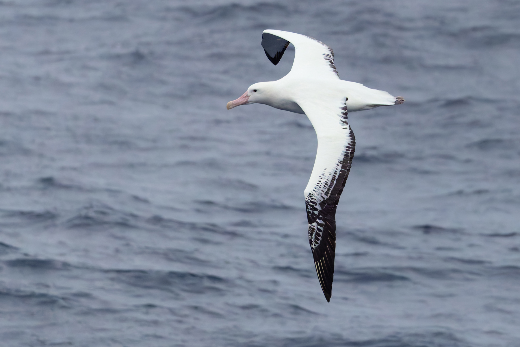 ANTARCTICA: IN SEARCH OF THE EMPEROR PENGUIN TOUR REPORT 2025 - BIRDQUEST