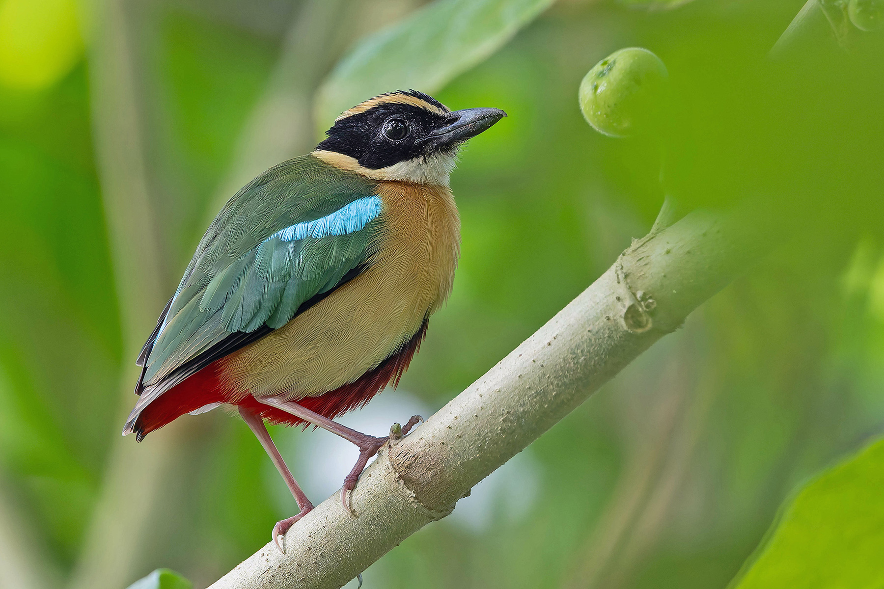REMOTE ISLANDS OF THE BANDA SEA TOUR REPORT 2025 - BIRDQUEST