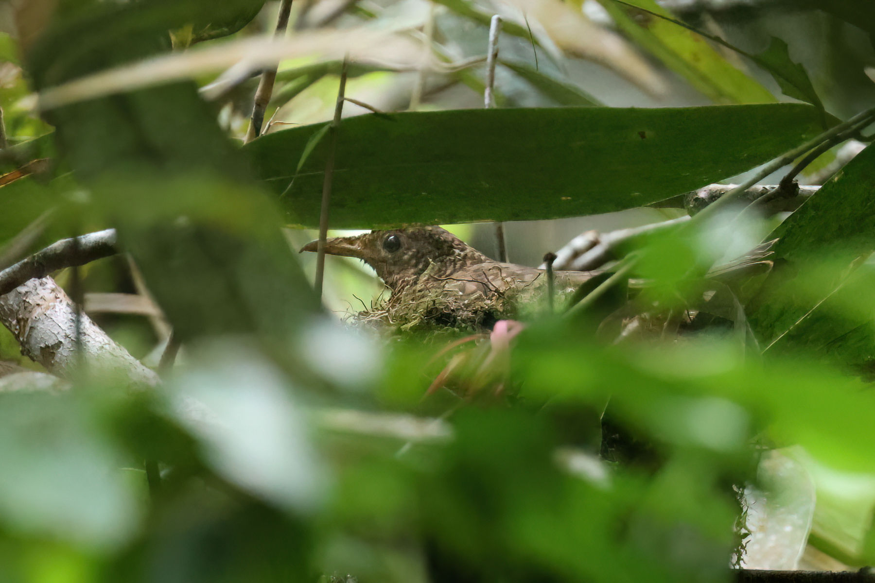 SRI LANKA TOUR REPORT 2025 - BIRDQUEST