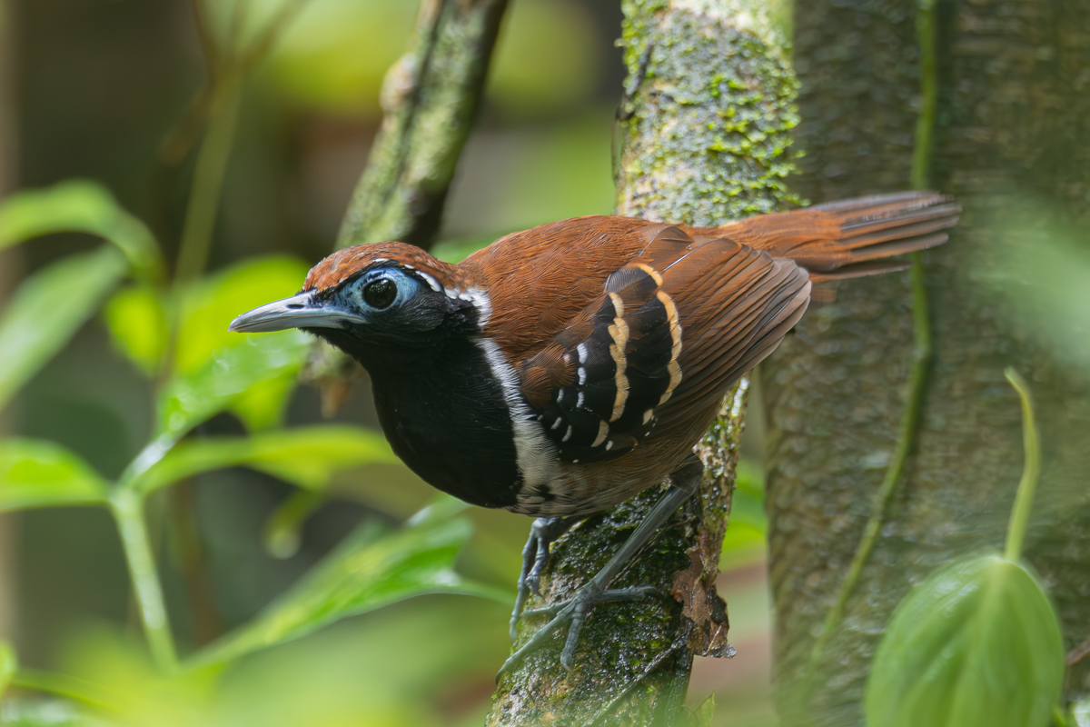 BRAZIL'S EASTERN AMAZONIA TOUR REPORT 2025 - BIRDQUEST