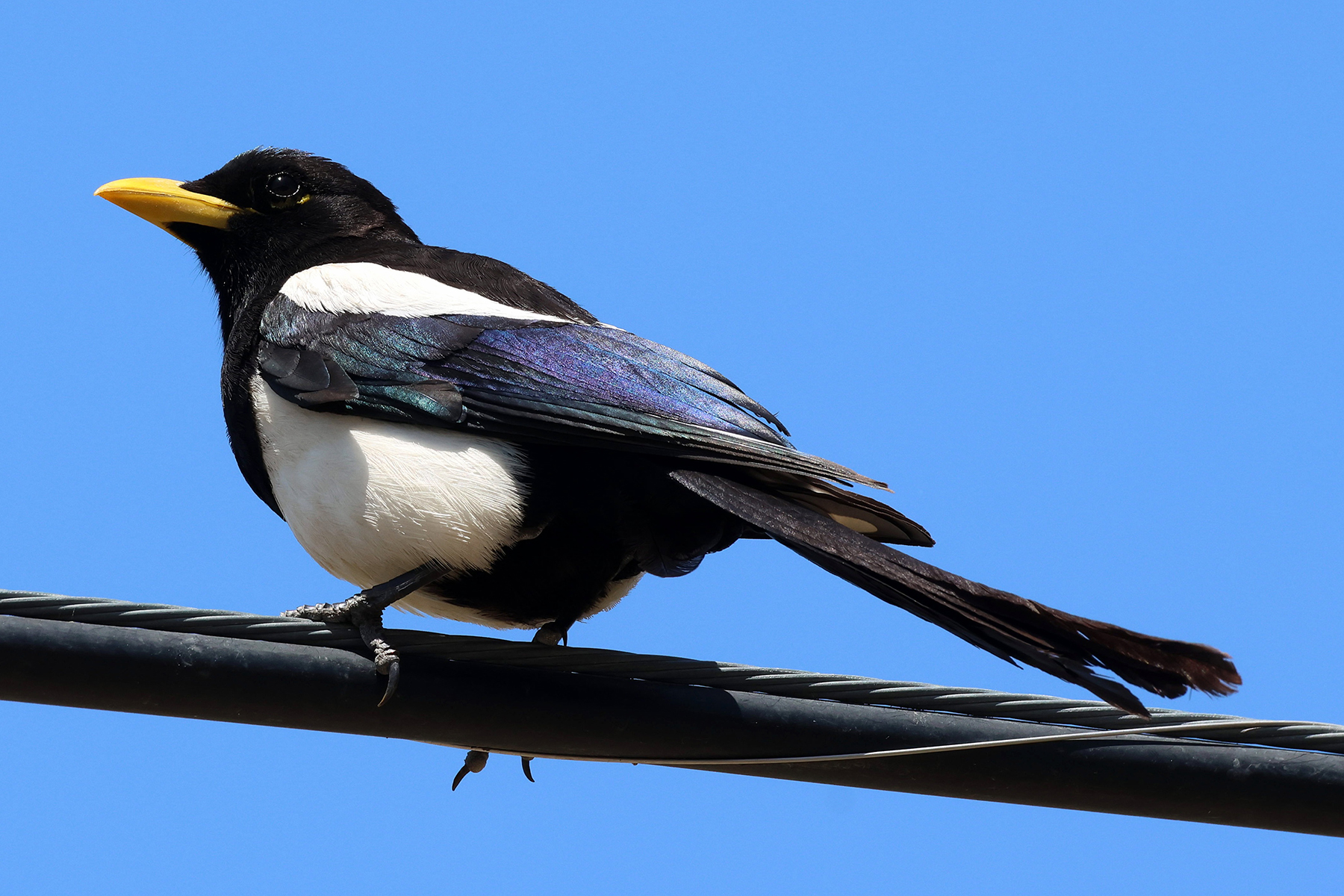 CALIFORNIA & ARIZONA SPECIALITIES TOUR REPORT 2026 - BIRDQUEST
