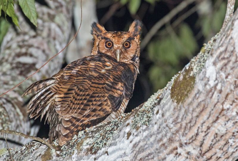 Uganda Birding Tours - Birdwatching - Birdquest