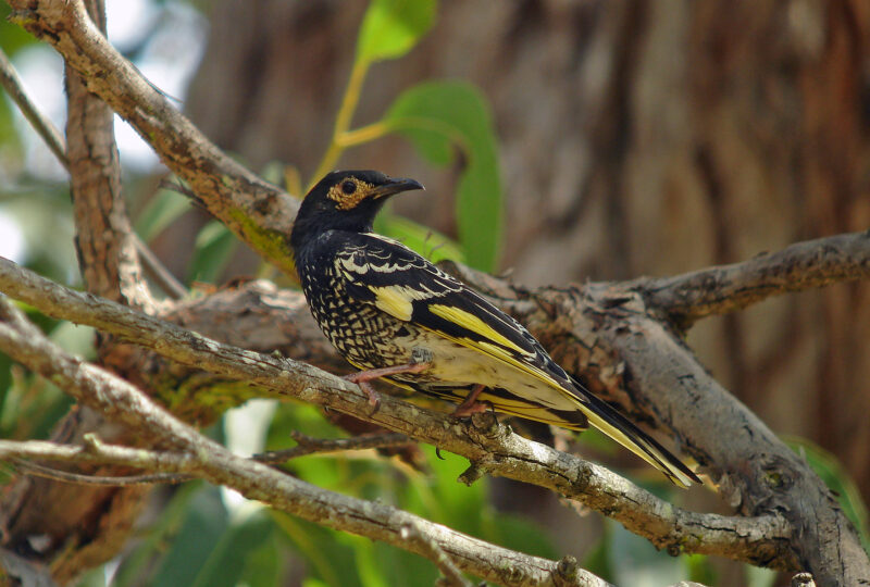 Northern Territory Birding Tours, Australia - Birdwatching Tours ...