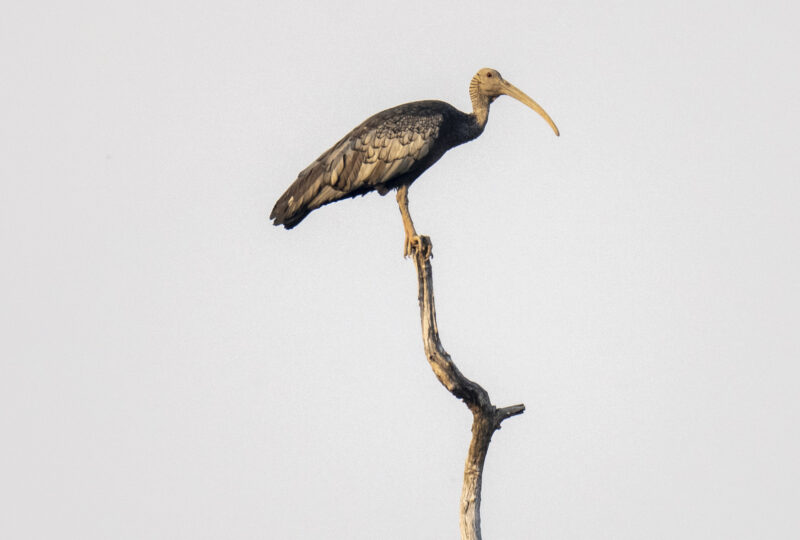 Laos Birding Tours Programme - Birdquest Birding Tours