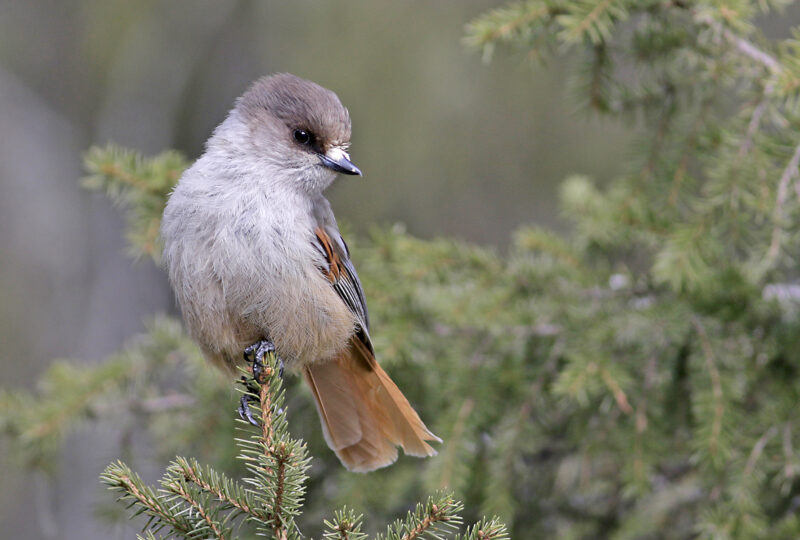 Norway Birding Tours - Birdwatching - Birds of Norway - Birdquest