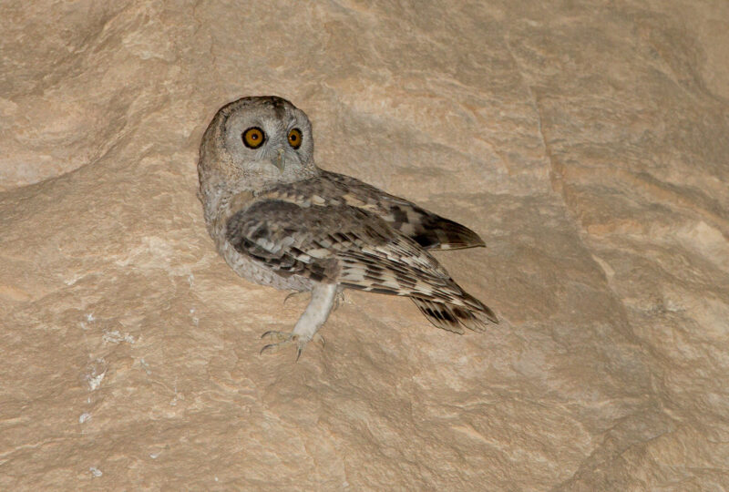 Oman Birding Tours - Bahrain - Bird-watching Holidays - Birdquest