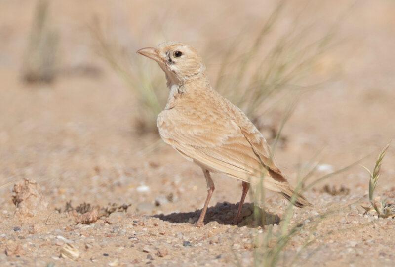 Morocco Birding Tours - Birdwatching- Birds of Morocco - Birdquest