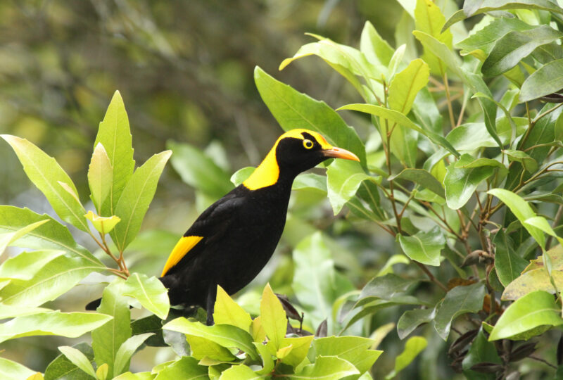 Northern Territory Birding Tours, Australia - Birdquest