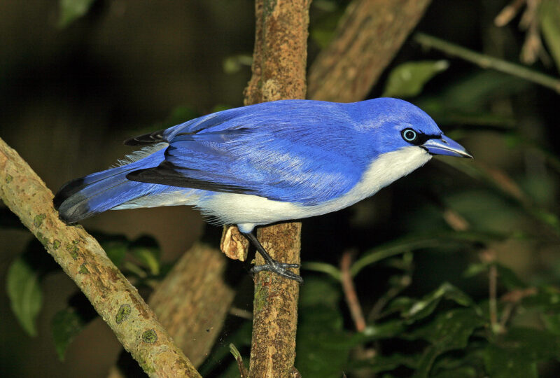 Comoro Islands Tours Programme - Birdquest Tours Worldwide