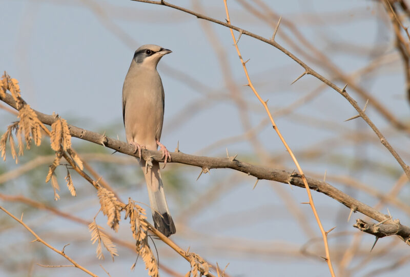 Morocco Birding Tours - Birdwatching- Birds of Morocco - Birdquest