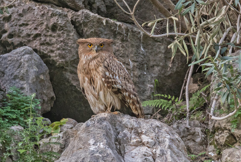 Europe & Surroundings Tours Programme - Birdquest