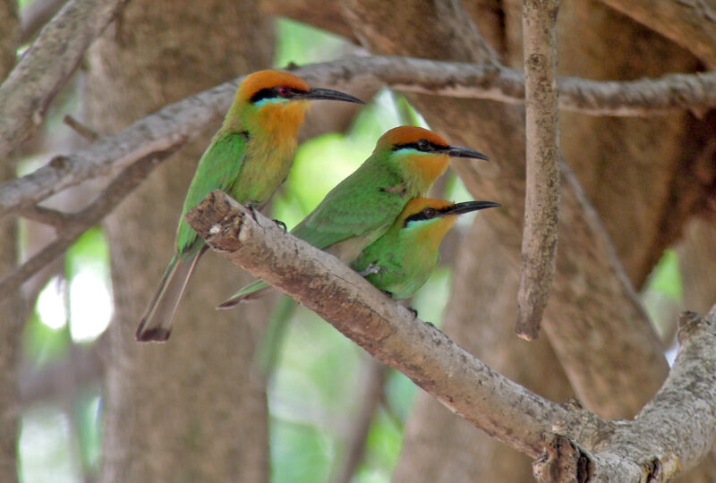 Angola Birding Tours - Angola Birdwatching Tours - Birdquest